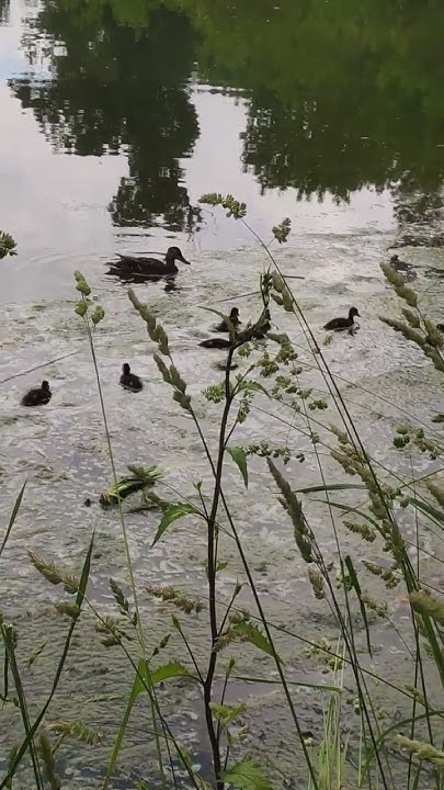 АТМОСФЕРА НА КЕМПІНГУ. ДИКІ КАЧКИ - НАЙКРАЩА КОМПАНІЯ. #camping # ...