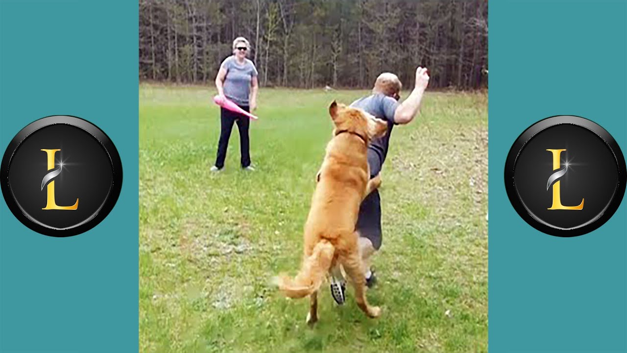 Try Not To Laugh - Talk About DOGGO DEFENSE! 😂 Funny Fails 2021 - YouTube