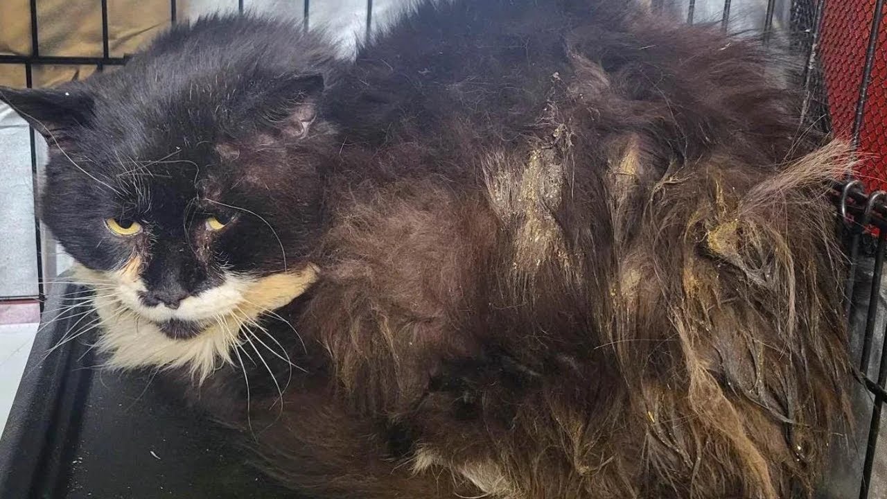 Stray Cat Was Finally Adopted After A Long Time Being Alone On The ...