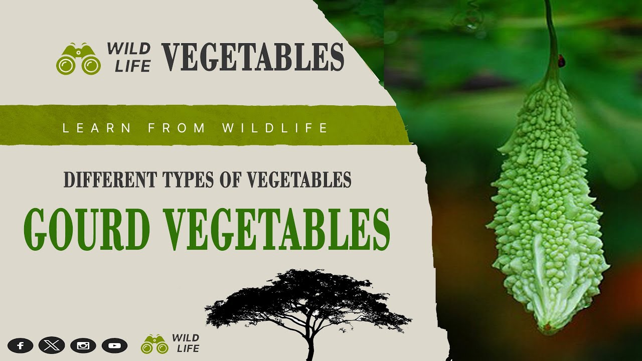 Gourd Vegetables II Different Types of Bulb Vegetables Name II ...