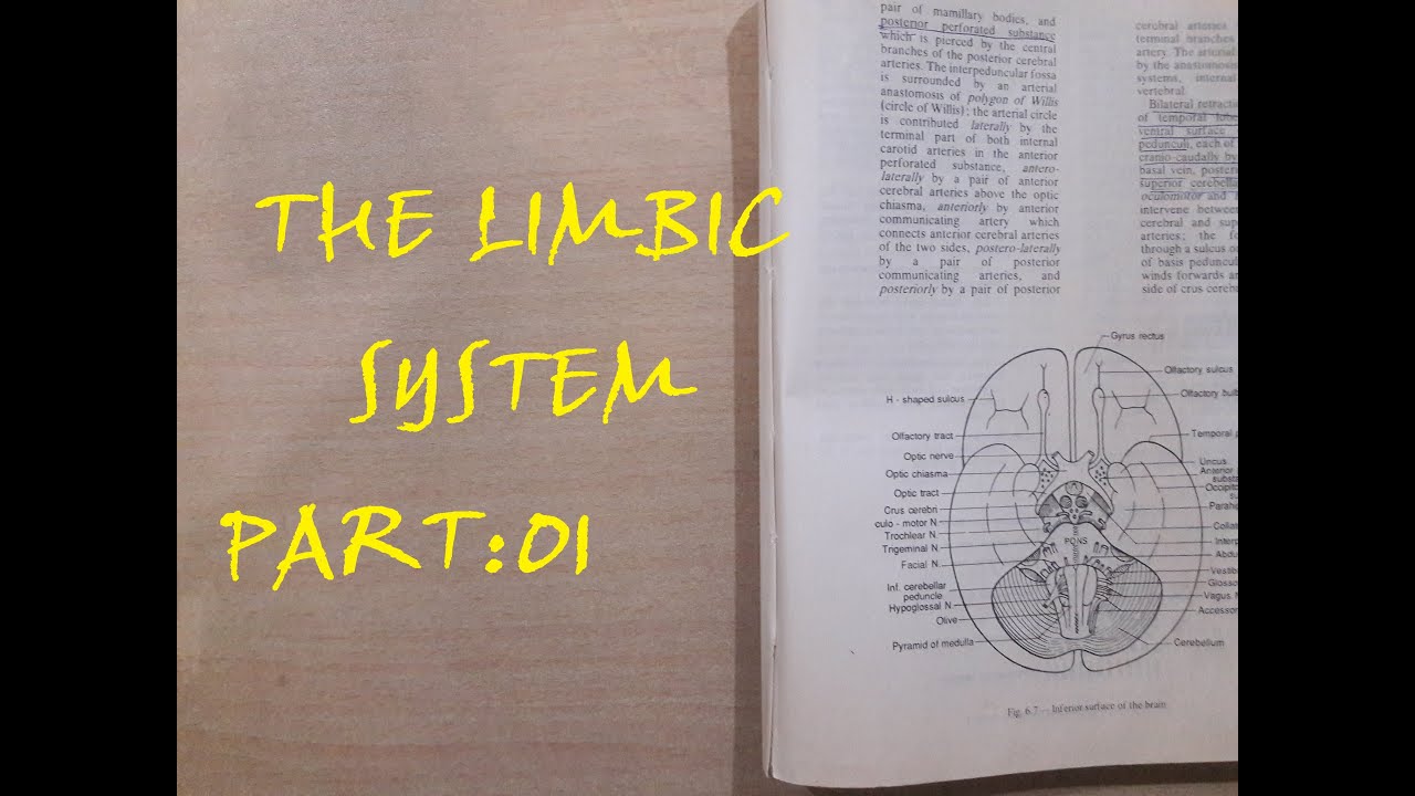 Master Limbic system | part:1| Amygdaloid complex| Neuroanatomy ...