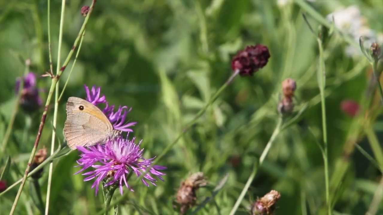 Ziua Biodiversității pe Ariile Protejate Râul Tur - YouTube