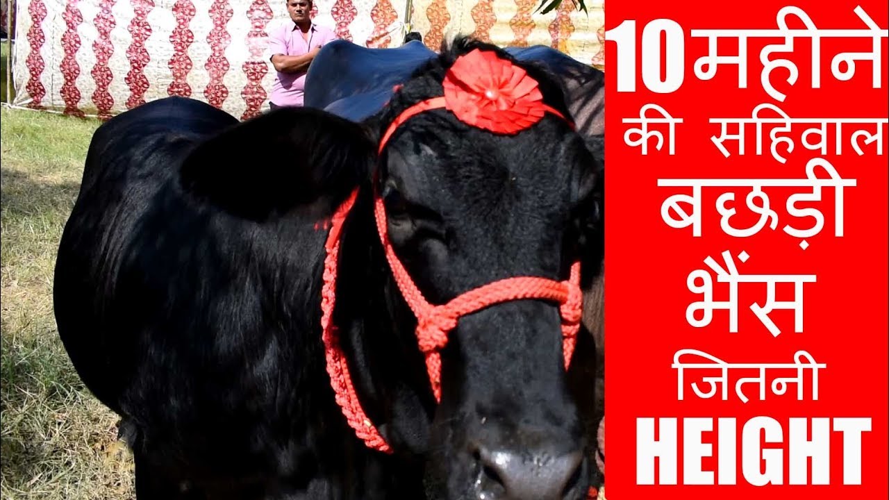 Unique 10 Months old Sahiwal heifer Equal to Buffalo I Murrah Haryana I ...