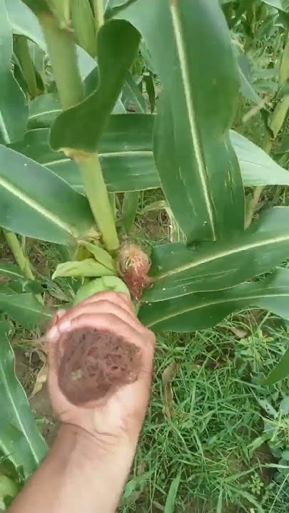 Hamare khet ke bhutte taje taje😋😋😋🤤🤤🤤 - YouTube