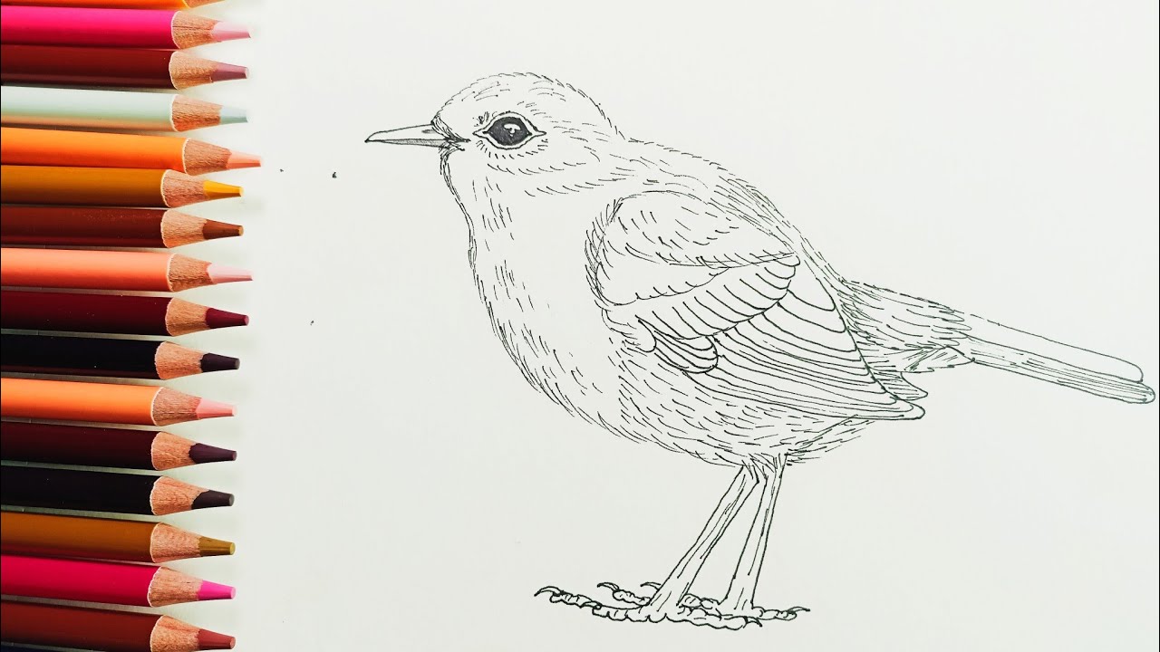 Easy Bird Drawing || How to draw a Bird Easy step by step 💜 - YouTube