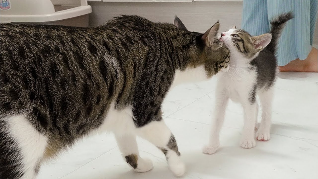How Do the Rescued Kitten and the Big Cat Show Their Trust in Each ...