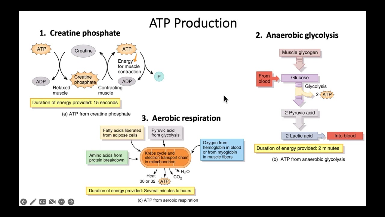 Creatine Phosphate Muscle Contraction