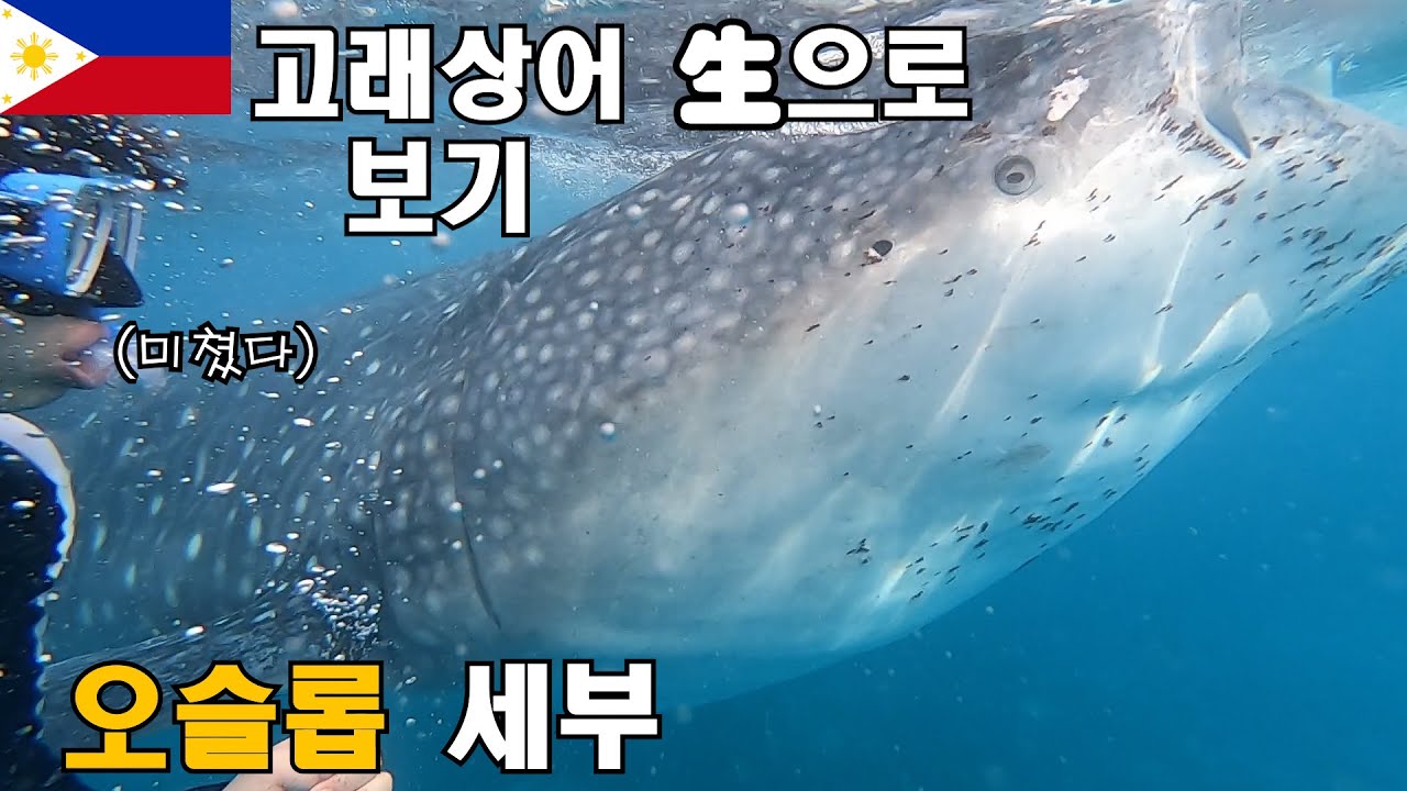 고래상어를 쌩으로 볼 수 있다고 오슬롭 세부 필리핀여행6부 오슬롭고래상어투어가와산캐녀닝투말록폭포세부 Youtube