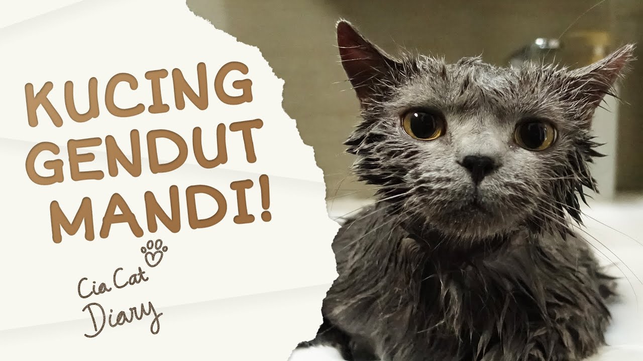 Cara Memandikan Kucing Blue British Shorthair Gendut Mandi - Cia Cat ...