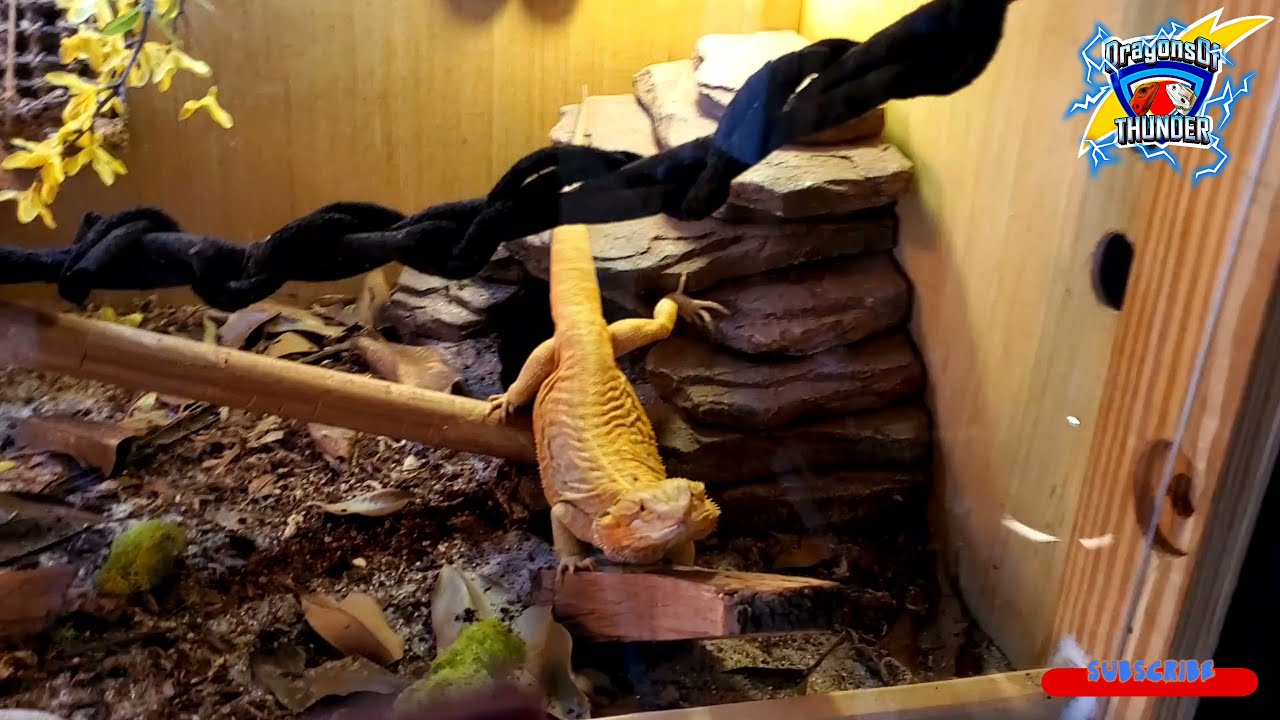 AFFORDABLE & EASY BEARDED DRAGON ENCLOSURES (BINS/TOTES) - YouTube
