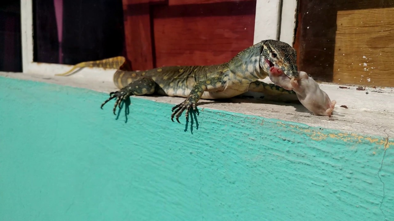 Varano del nilo comiendo (Varanus Niloticus eating) - YouTube