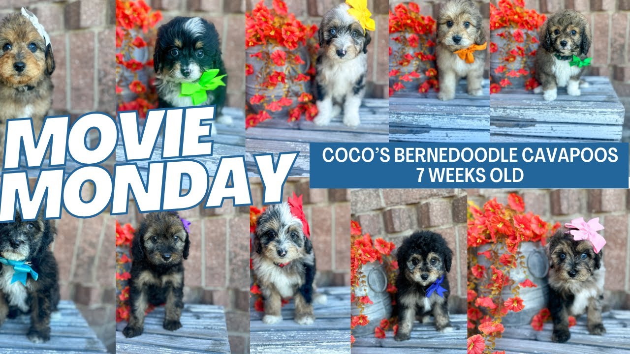Coco's Cavapoo Bernedoodle Puppies 7 weeks - YouTube