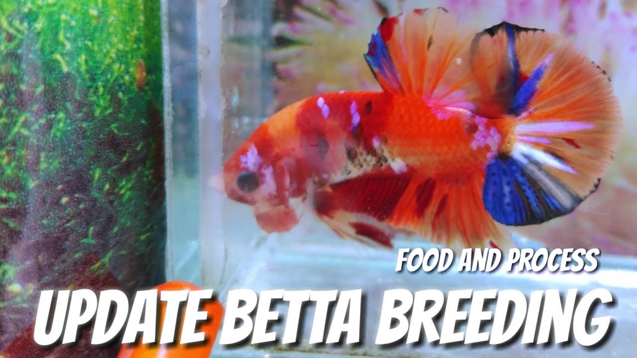 Betta Breeding - Update Process and betta fry food - YouTube
