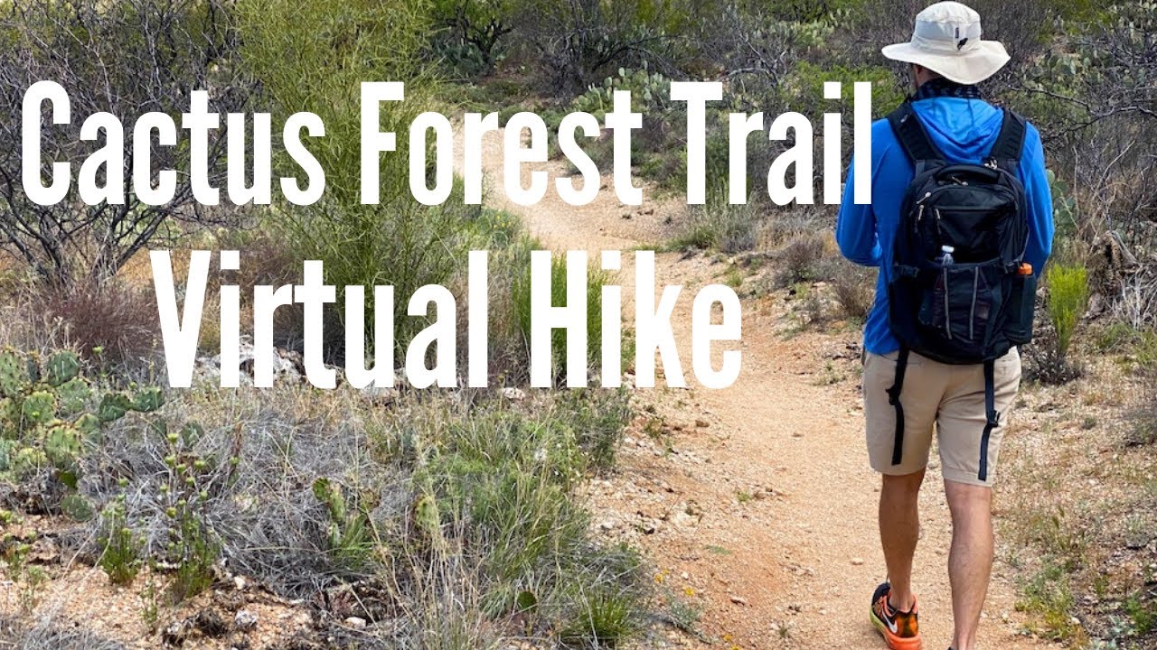 Cactus Forest Trail [4K Virtual Desert Hike] - YouTube