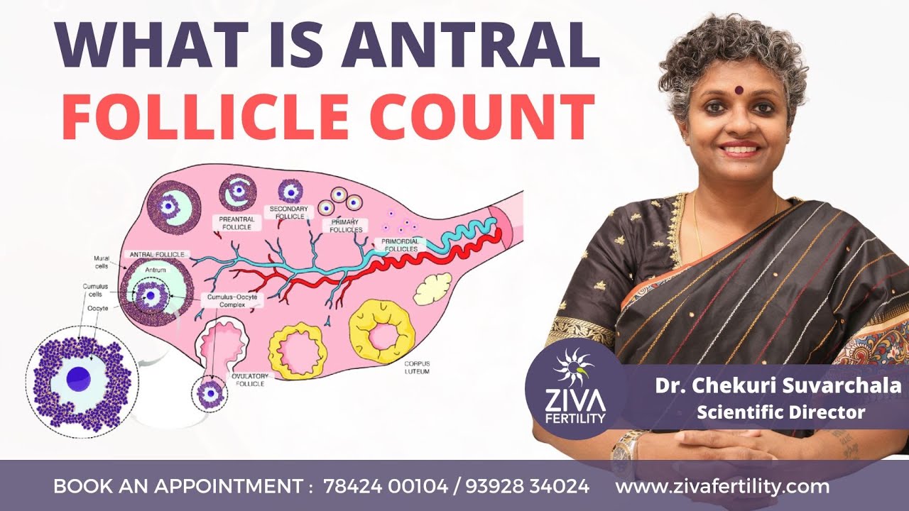 Follicular Study || Follicle Development || Ultrasound Follicle ...
