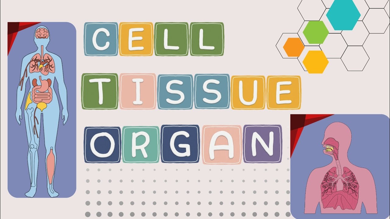 Identify the Organ , Cell and Tissue! level of organization #science # ...