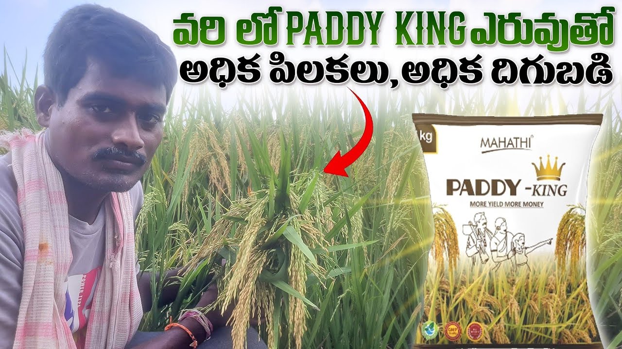 Paddy King Fertilizer | Fertilizers In Paddy | paddy Fertiligers ...