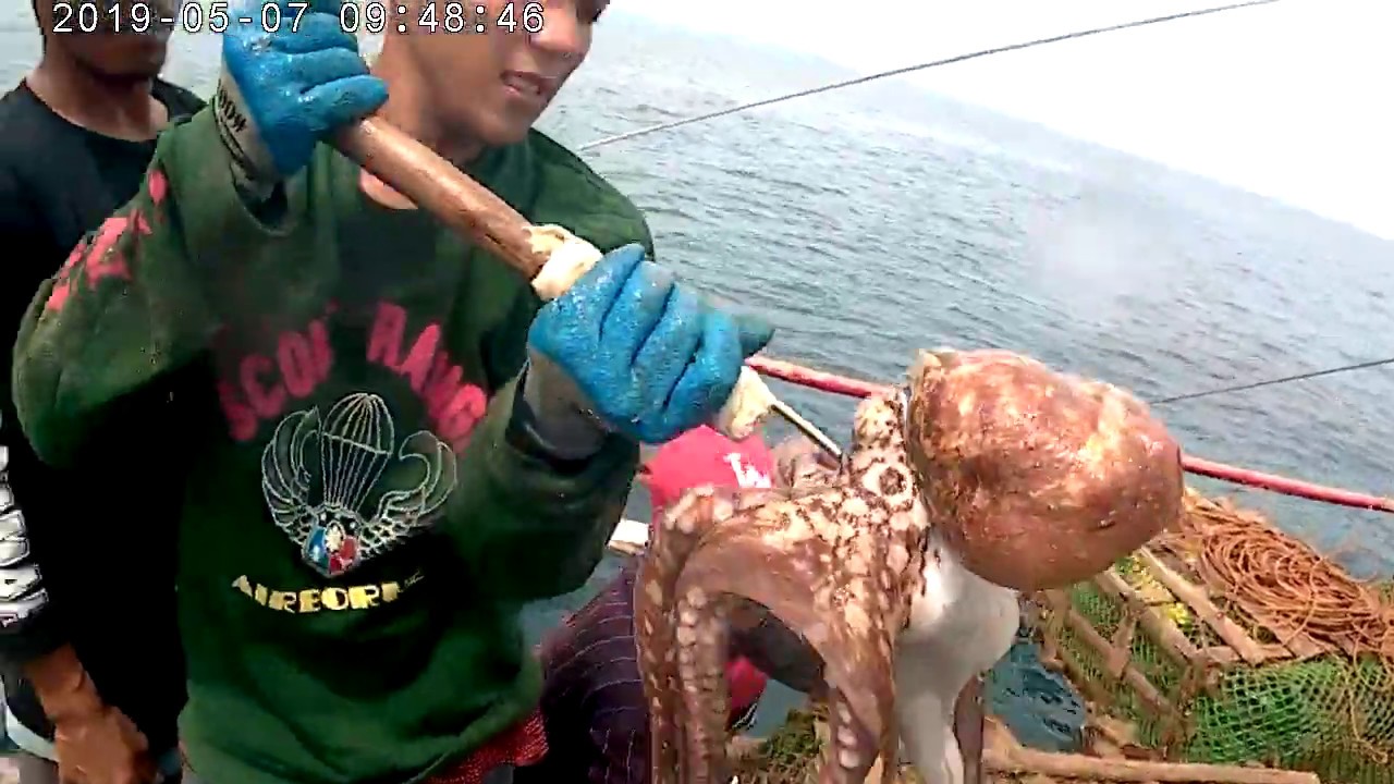 Giant Octopus | Bobo Fishing | Masbate - YouTube