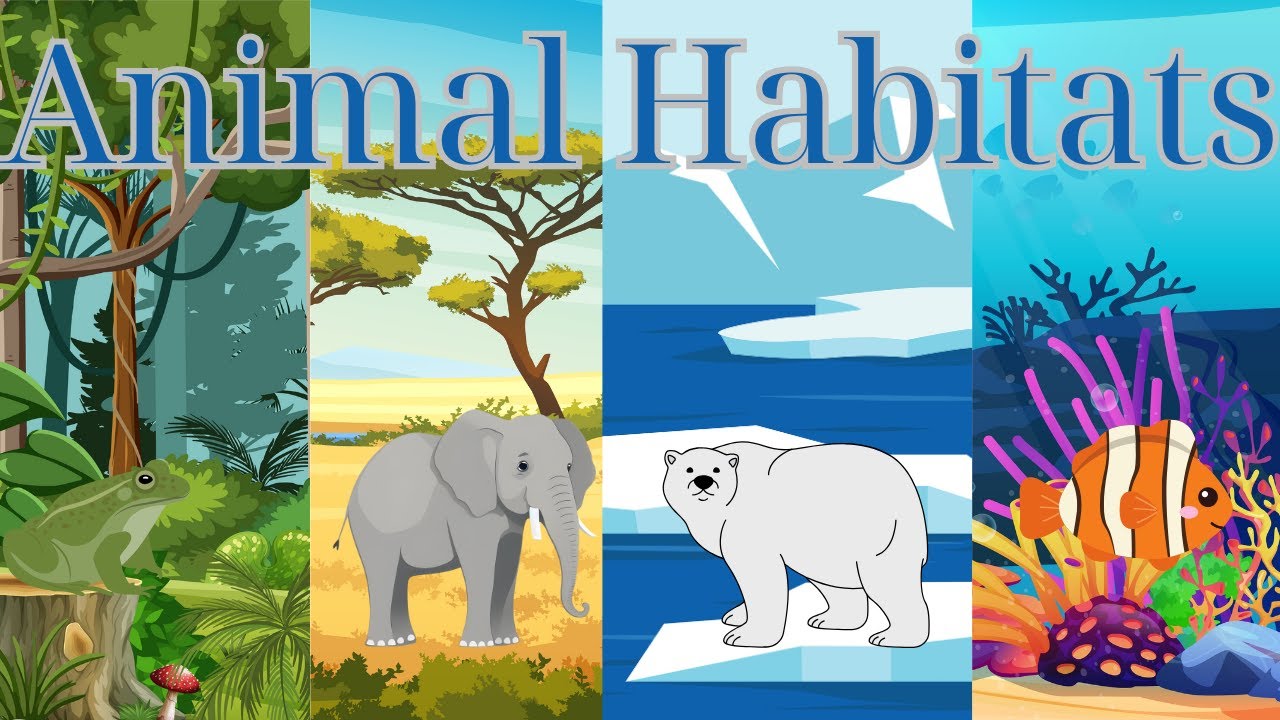 Explore Animal Habitats: Where Do Animals Live?|Educational Video for ...