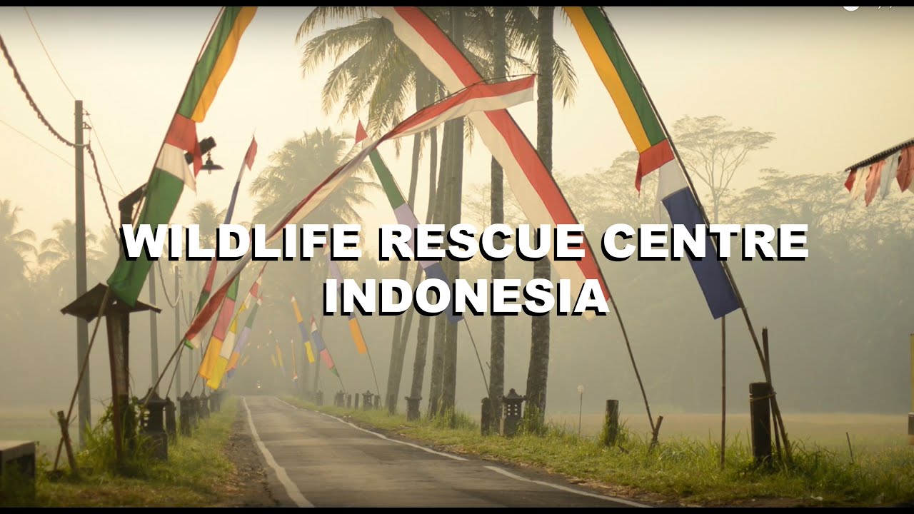 Wildlife Rescue Centre - Indonesia - YouTube