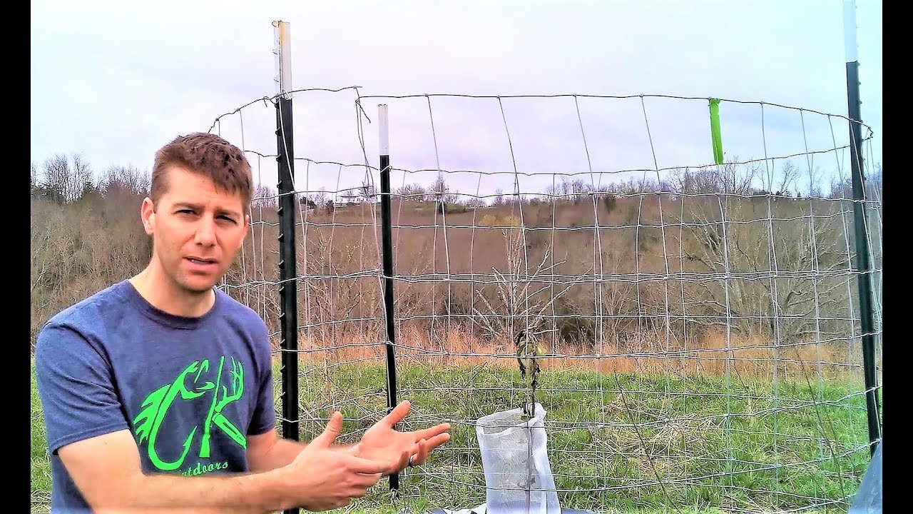 Caging Trees from Deer, Rodents & Livestock - YouTube