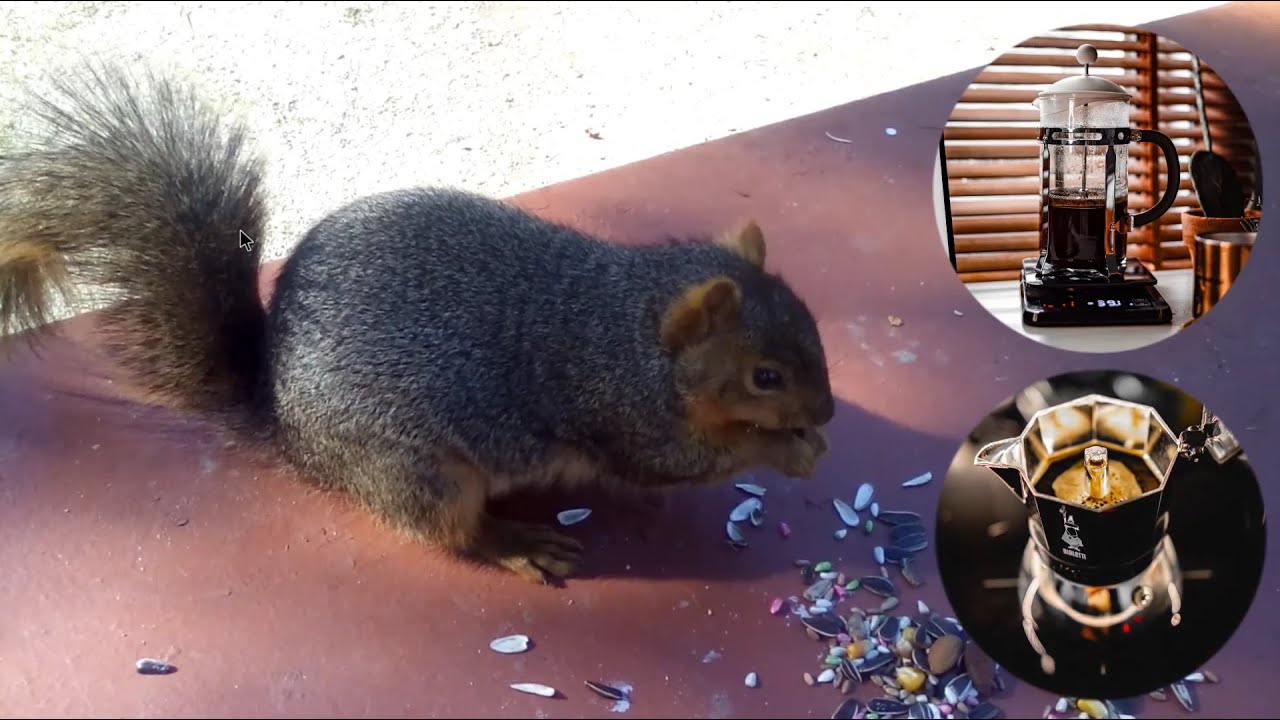 Squirrels and Coffee - YouTube