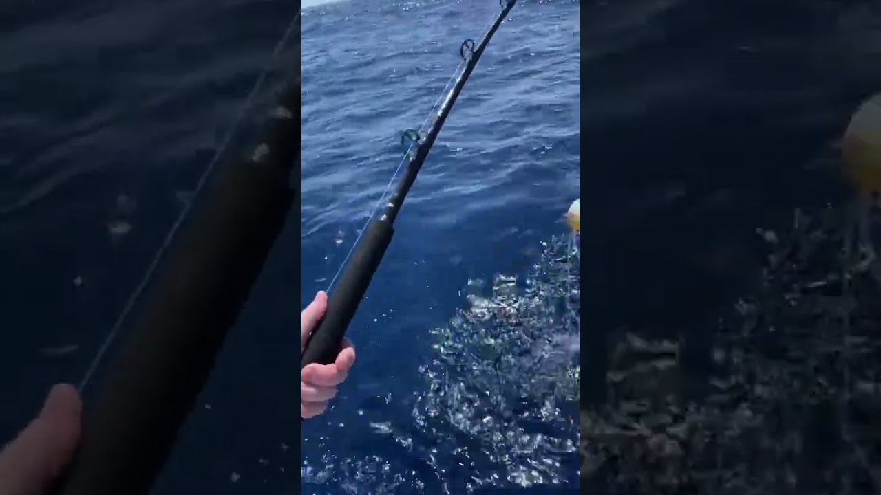 deep dropping with chum bomb #fishing - YouTube