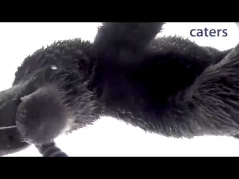 Grizzly Bear Attempts To Eat GoPro - YouTube