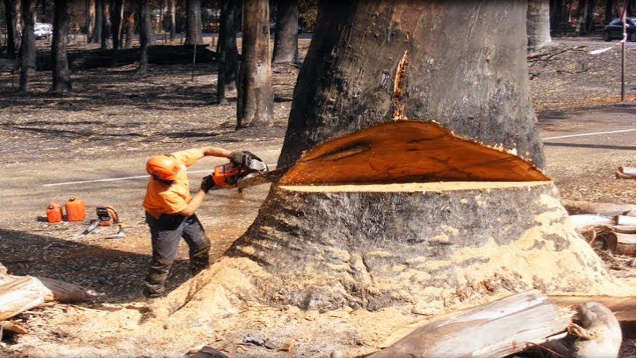 Amazing Fastest Skill Cutting Big Tree ChainSaw Machines, Heavy Biggest ...
