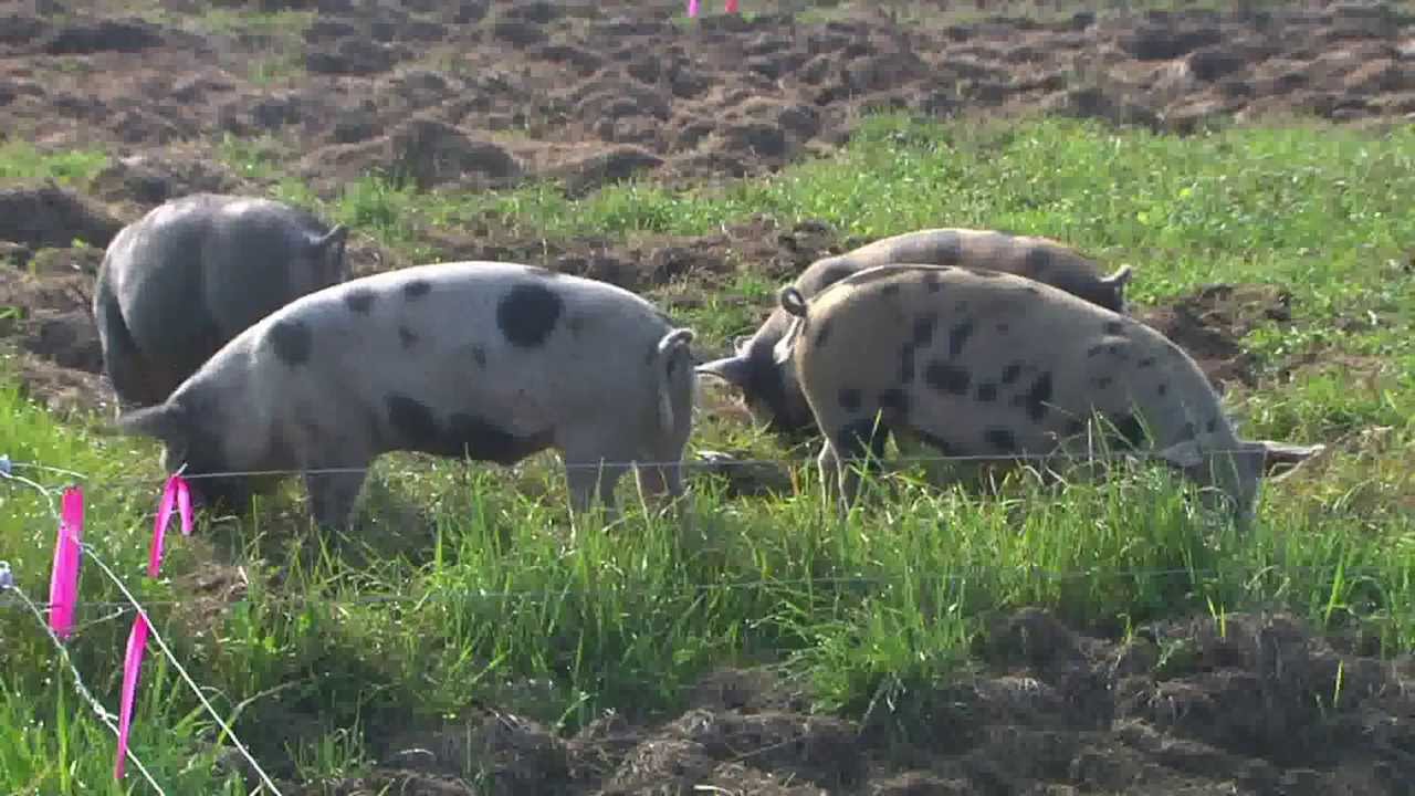 9/26/13 Raising a Better Pig: Pork Education on Vermont Farms - UVM ...