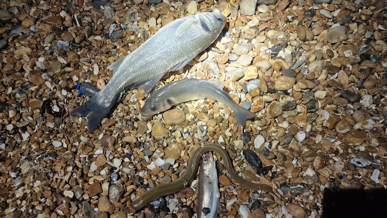 night fishing in Brighton fish everywhere - YouTube
