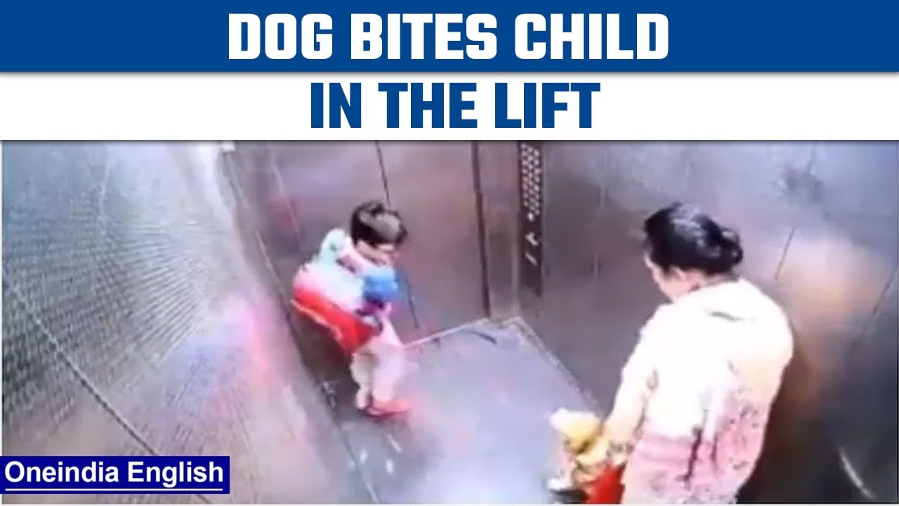 Ghaziabad -pet dog bites child in the lift | video goes viral ...
