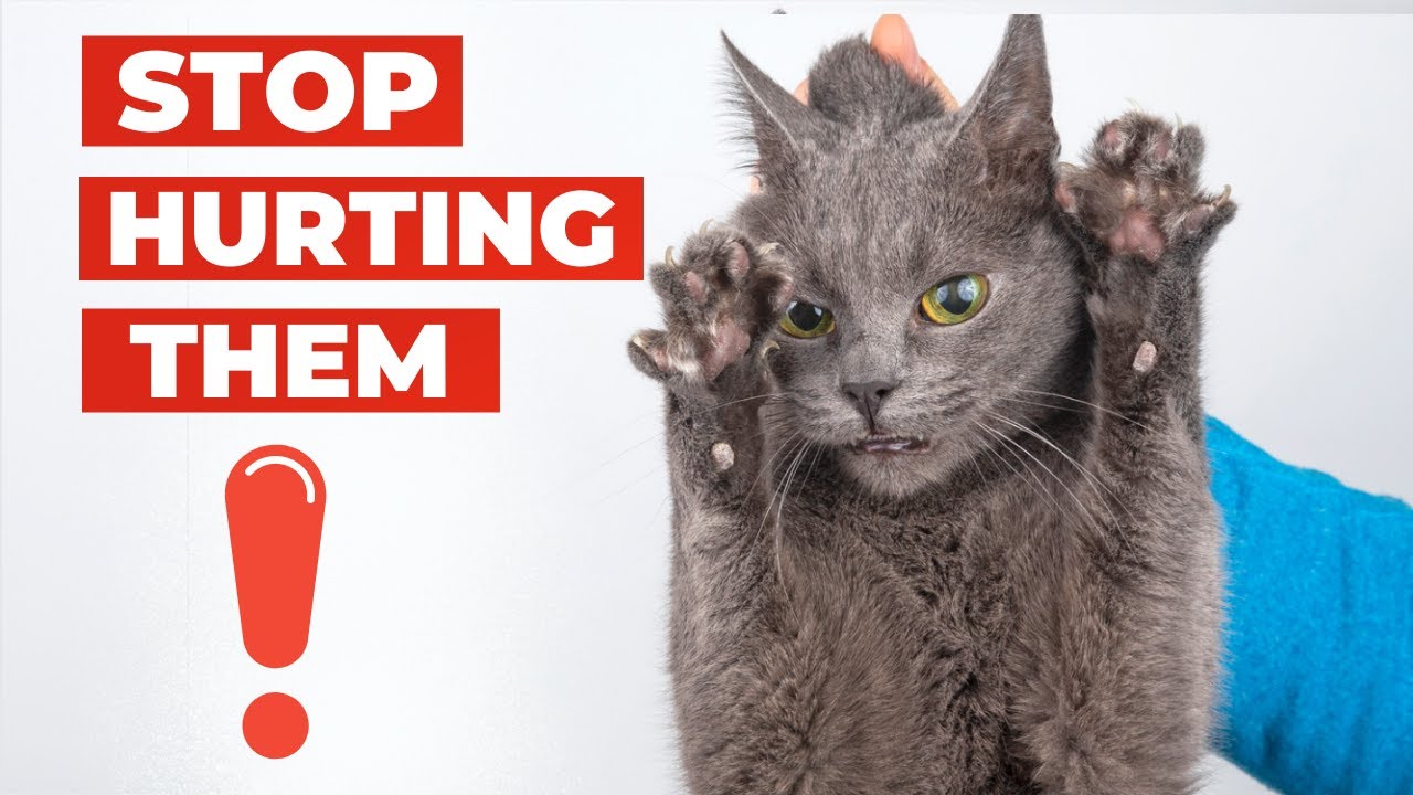 10 Common Mistakes Cat Owners Make | Cat Videos | Funny Animals | Cat ...