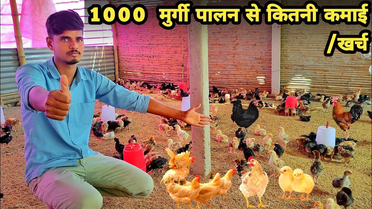 छोटे रूम में 1000 मुर्गी पालन कैसे शुरू करें | 1000 birds poultry farm ...