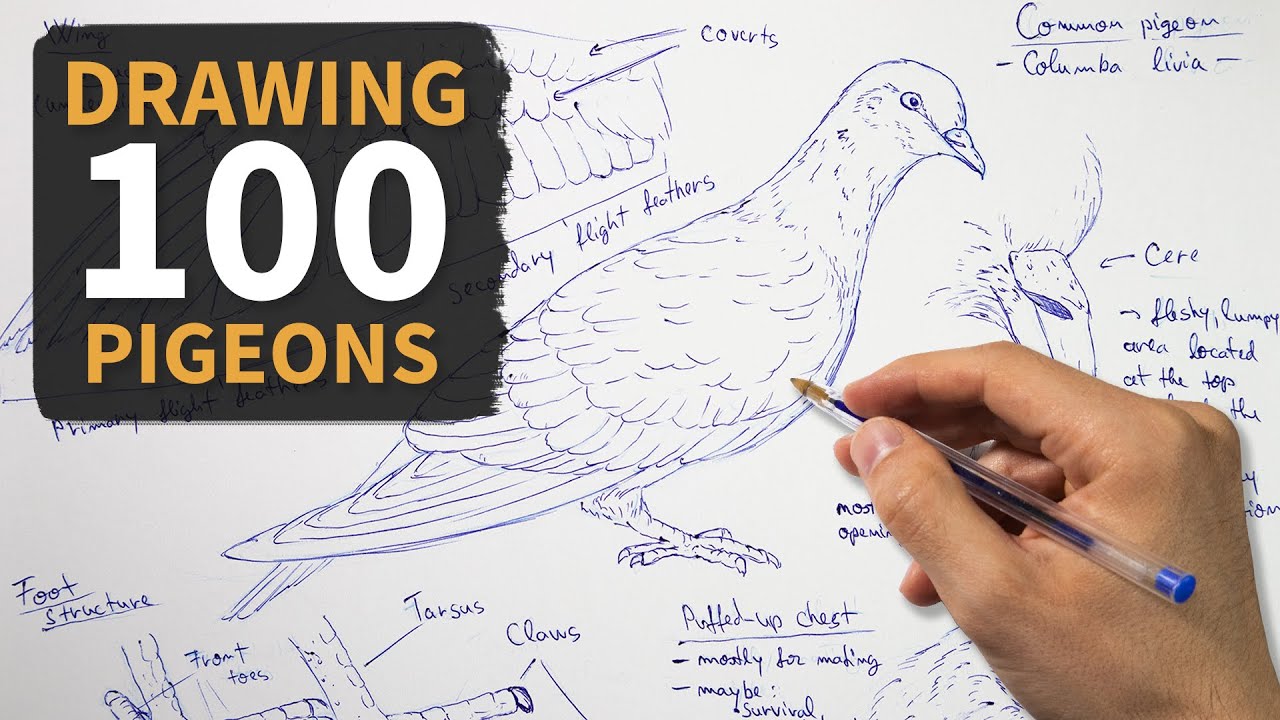 What I Learned from Drawing 100 Pigeons - YouTube