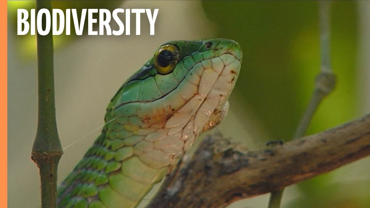 Costa Rica - Biodiversity in its most beautiful form - YouTube