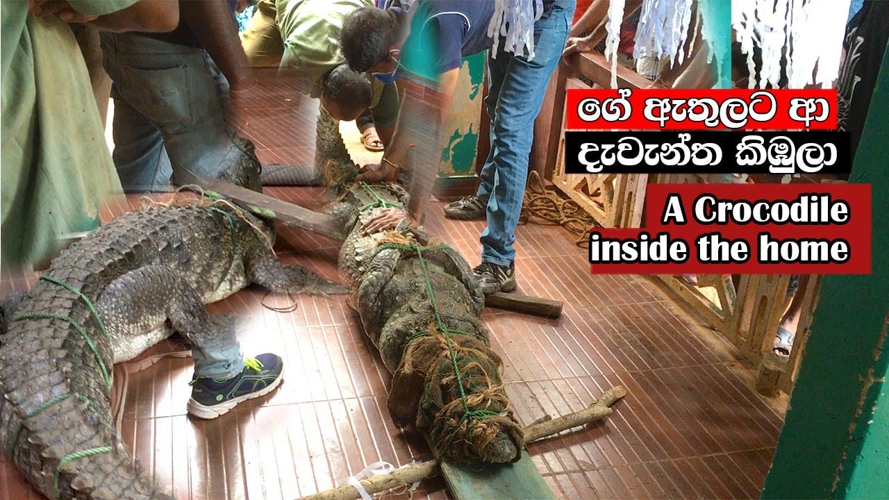A huge crocodile inside the home. #rescue #crocodile - YouTube
