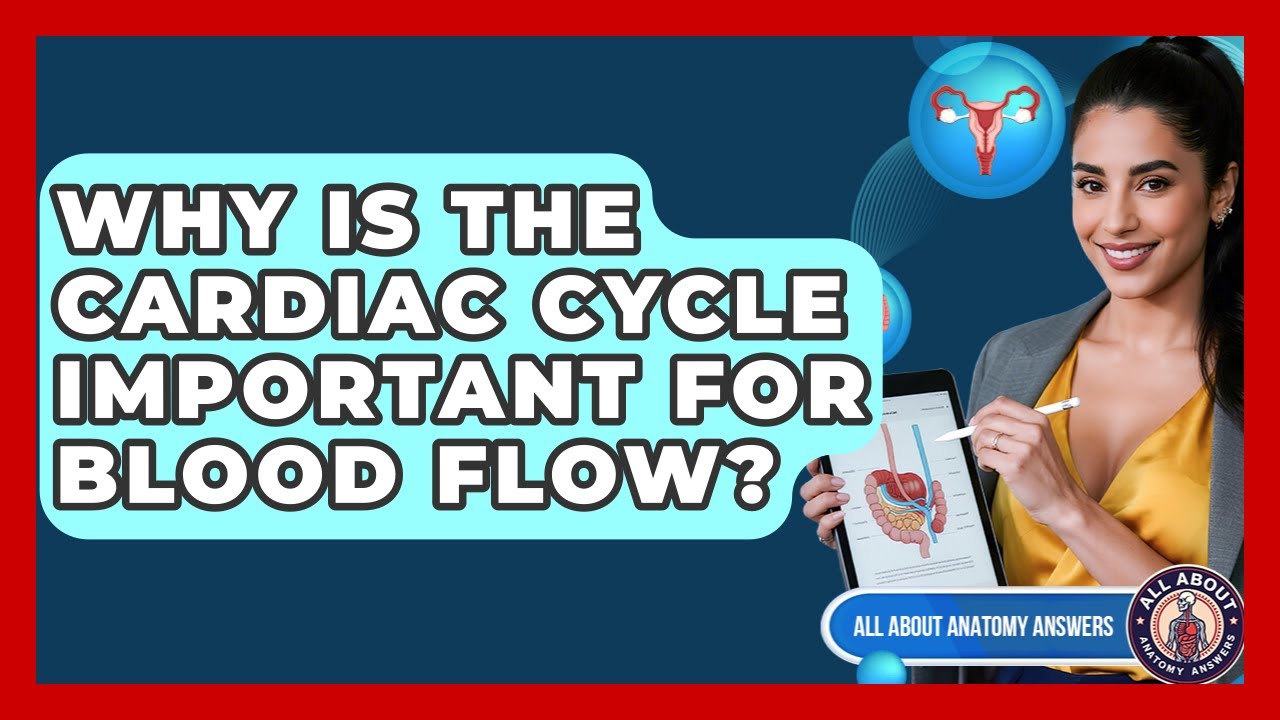 Why Is The Cardiac Cycle Important For Blood Flow? - All About Anatomy ...