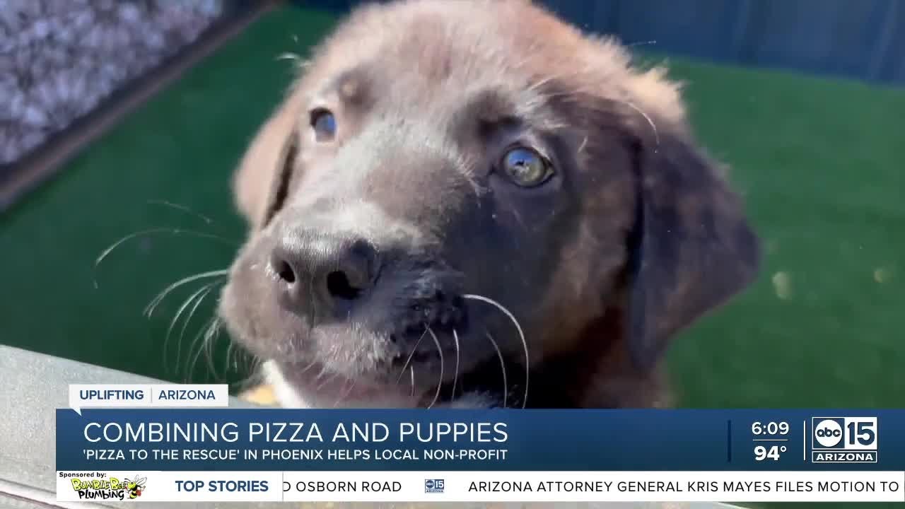 Pizza to the Rescue: Phoenix restaurant benefits local rescue dogs ...