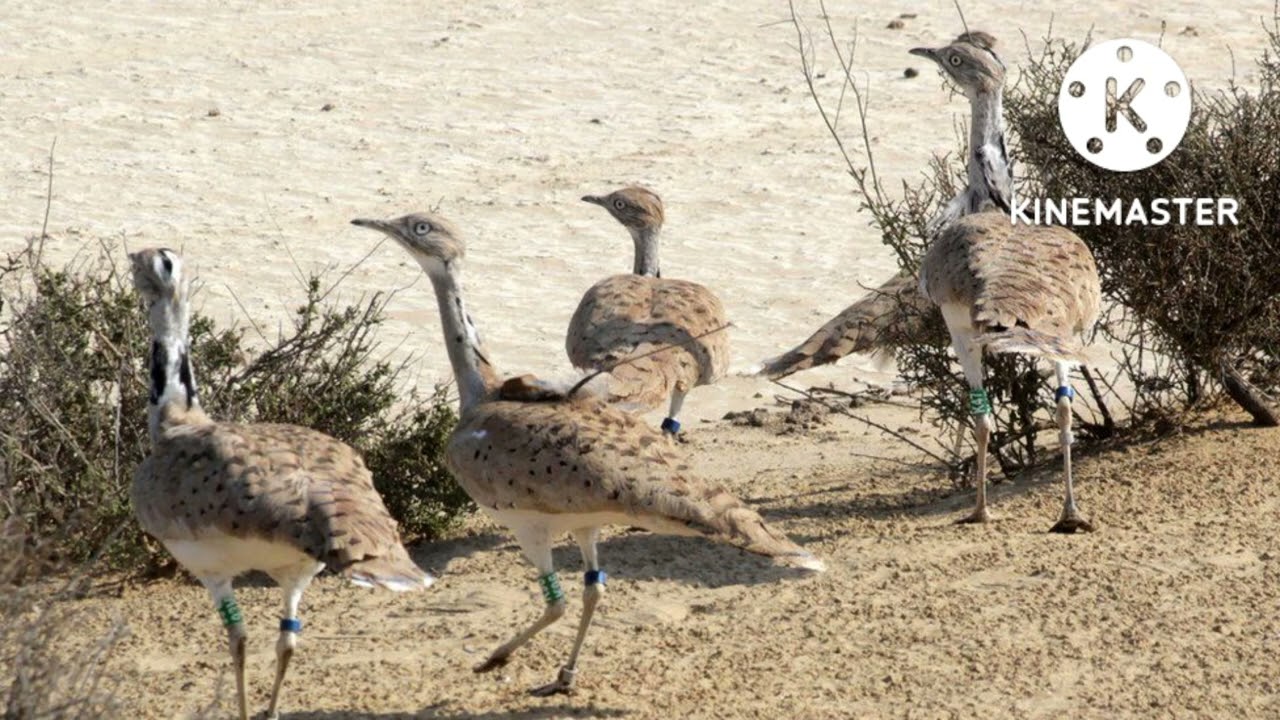 Taloor Birds #Asian Houbara Bustard - YouTube