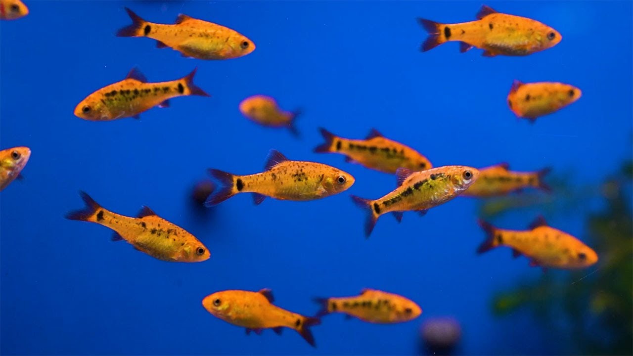 Brokatbarbe - Barbodes semifasciolatus - YouTube