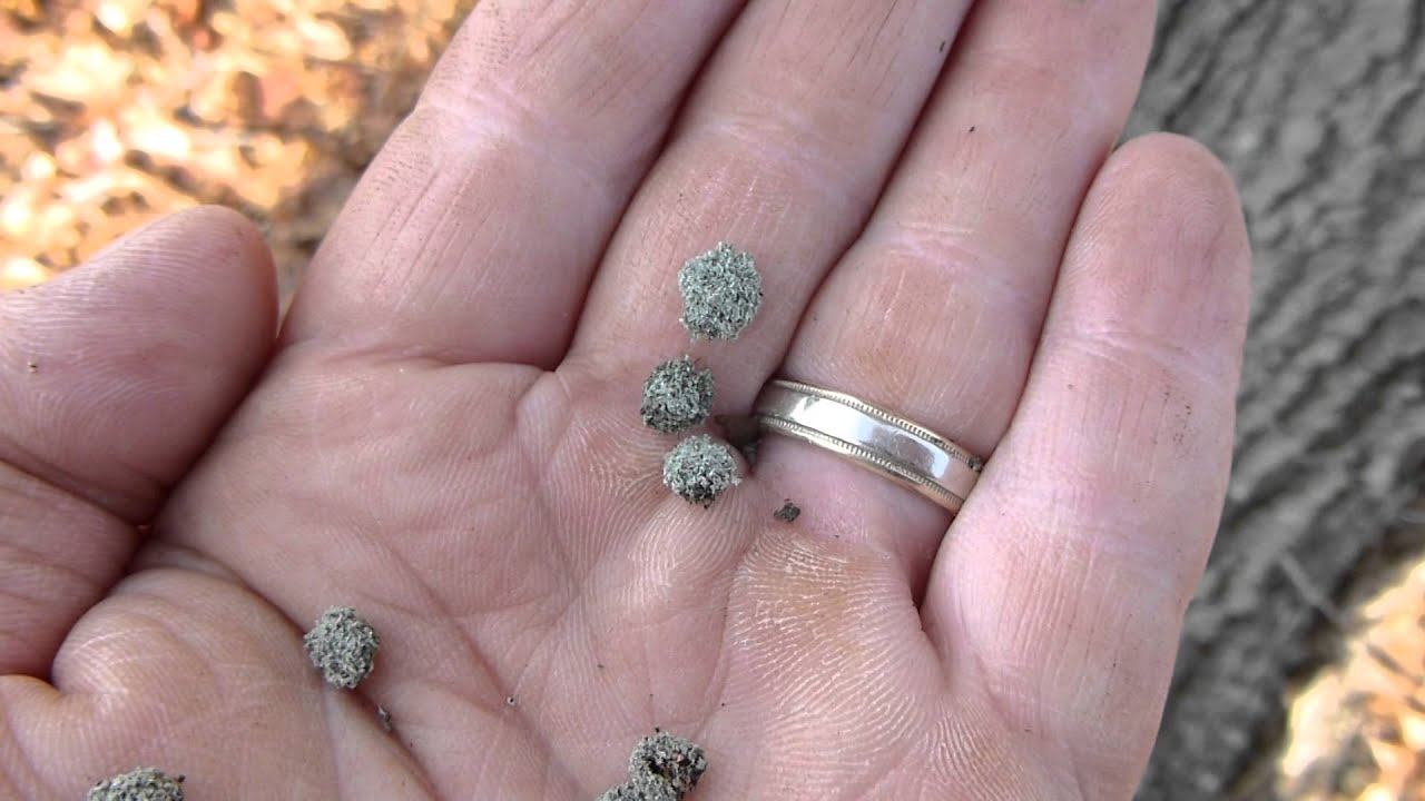 Lichen-covered green lacewing larvae - YouTube