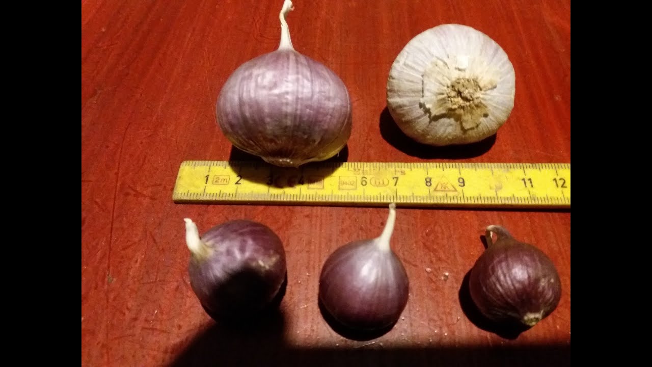 Planting Garlic rounds. 2nd march 2023 - YouTube