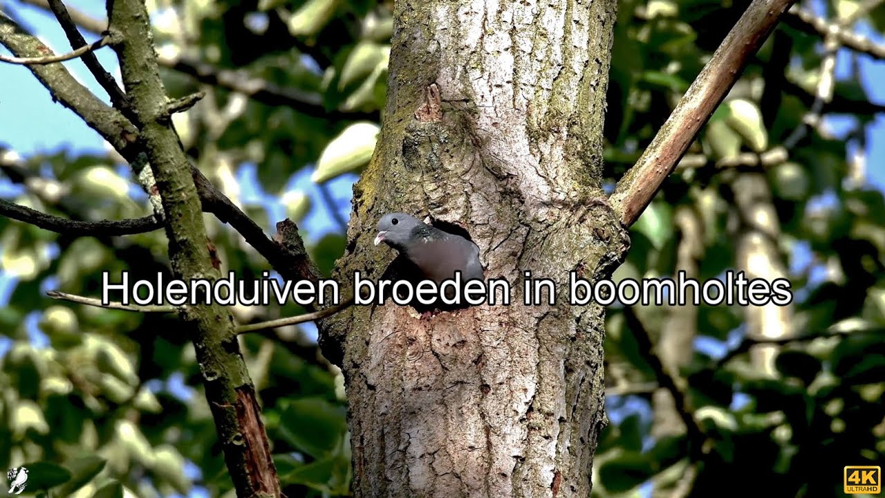 Holenduiven broeden in boomholtes - YouTube