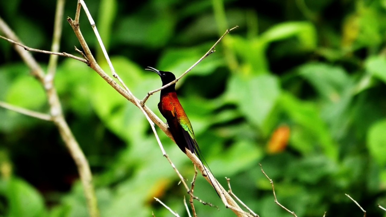 Best Fiery Topaz in the Yasuni - YouTube