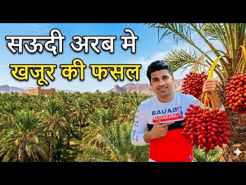 देखें सऊदी अरब में खजूर की बंपर फसल!😱🇸🇦