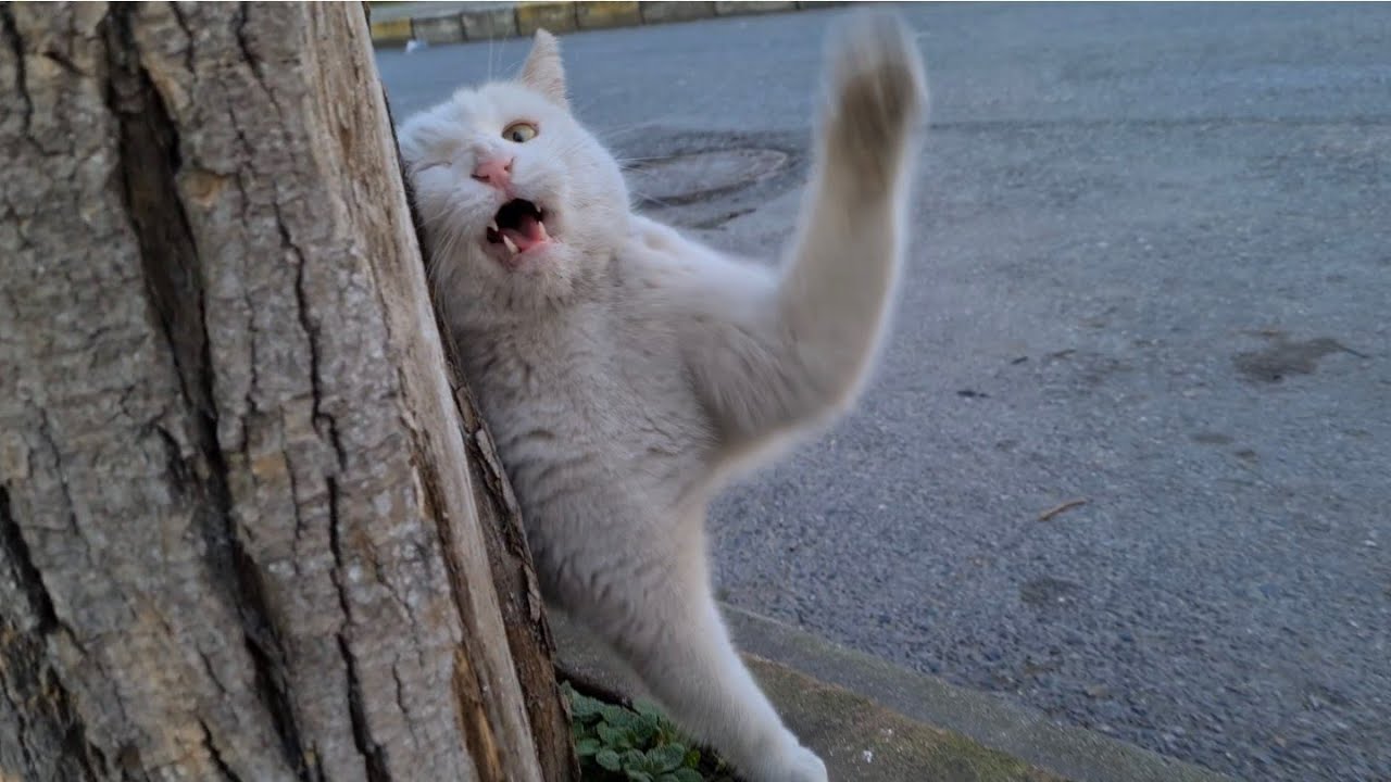 The Angry White Cat is both aggressive and affectionate. - YouTube