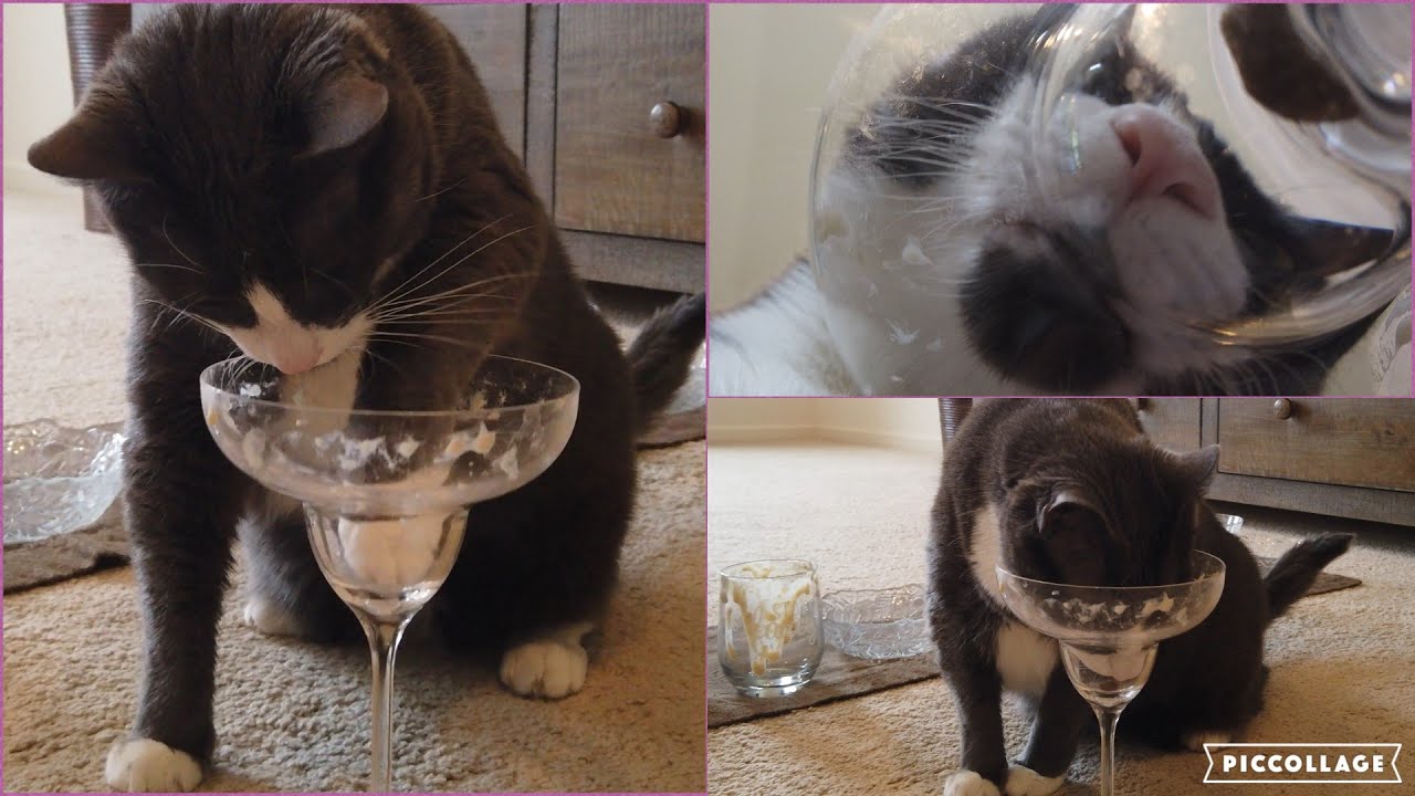 Treat time - Cats crunching and licking - YouTube