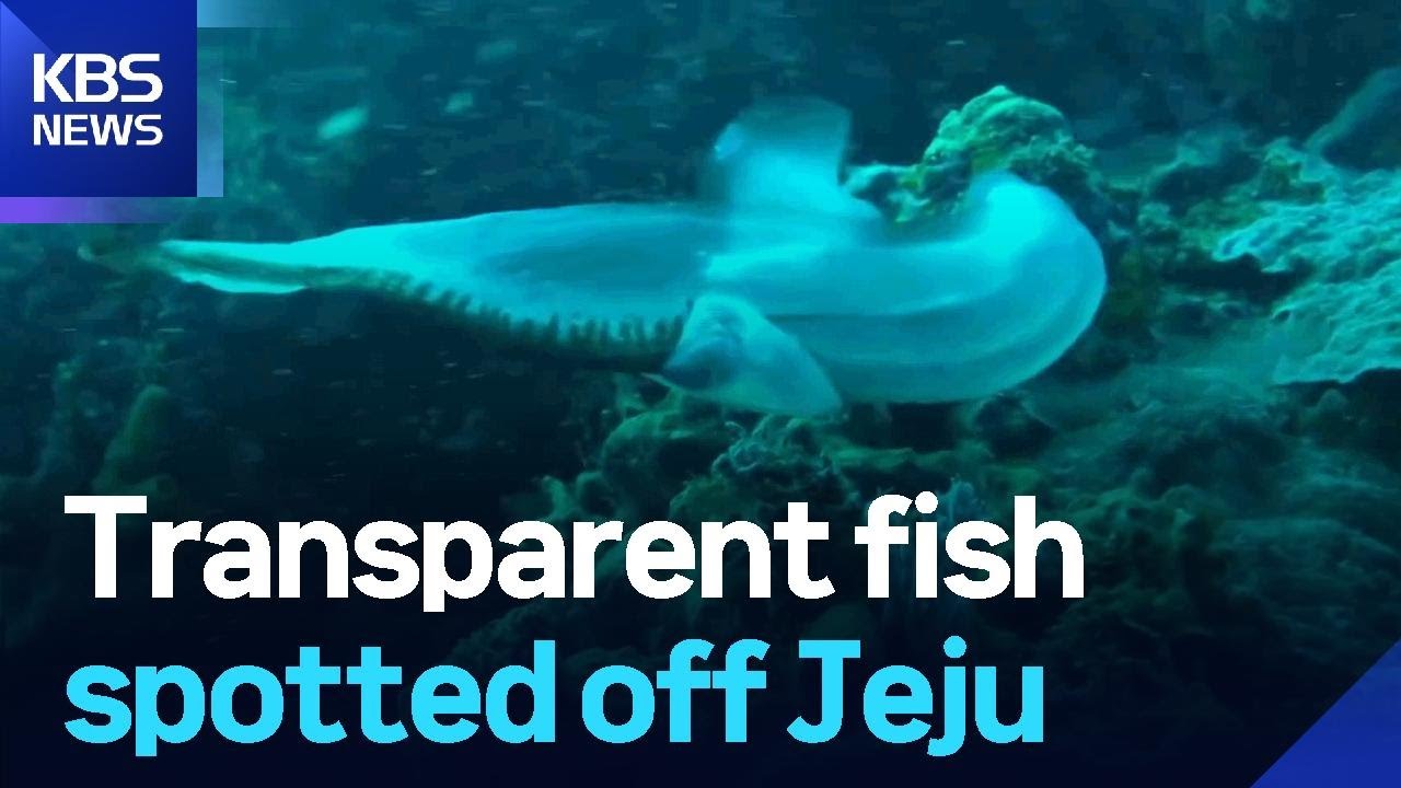 Transparent fish spotted off Jeju / KBS 2025.06.02. - YouTube