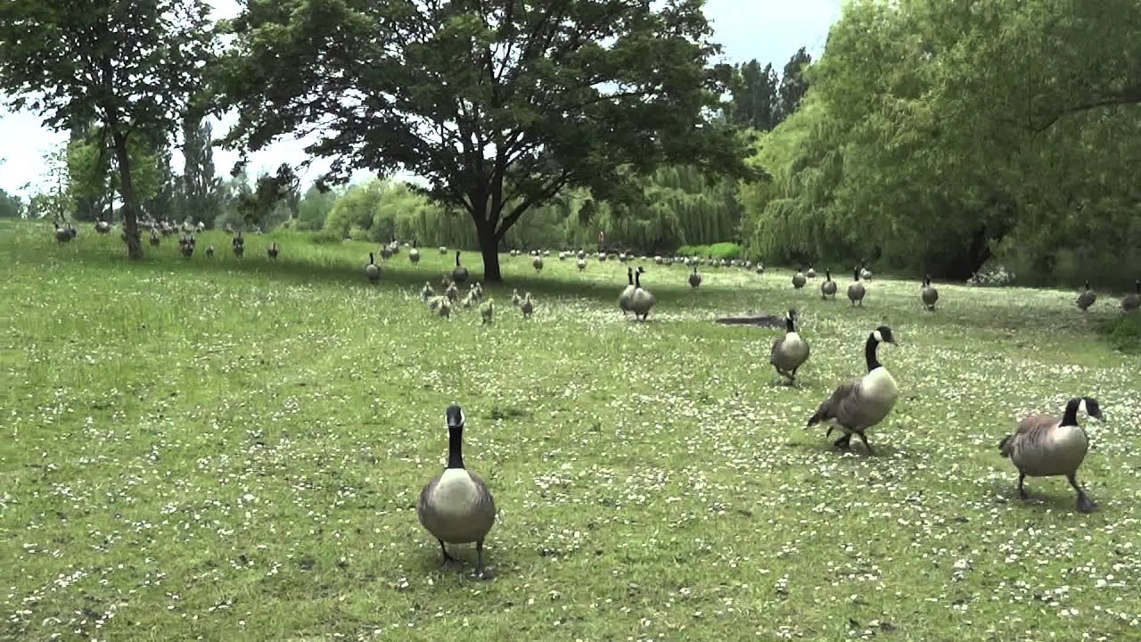Goose stampede! - YouTube
